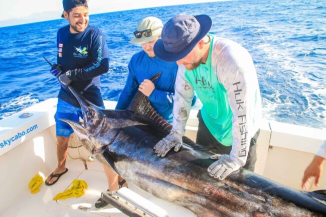 Cabo fishing species chart - Blue Sky Cabo